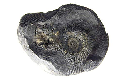 XUETZALCOATL Shatrughnah Sudarshan Shaligram 1.5cm - 2.5cm from Kali Gandaki 1 pcs