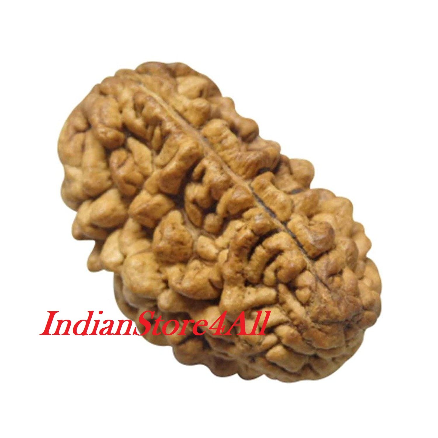 IndianStore4All 1 Face (Mukhi) Nepal Rudraksha 100% Original Rudraksha
