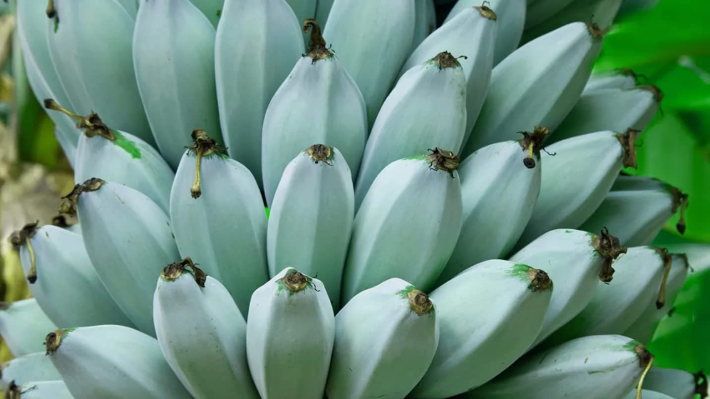 Ice Cream Banana Tree, Blue Java Banana Plant Live, Edible Fruit Tree for Planting 4 to 6 Inches