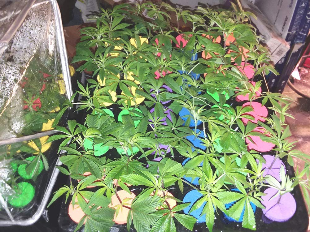 HORTIPOTS Cloning Machine 48 site with Air Pump Bubbler Kit and Extra 2 inch Neoprene Clone Collars Pack of 192