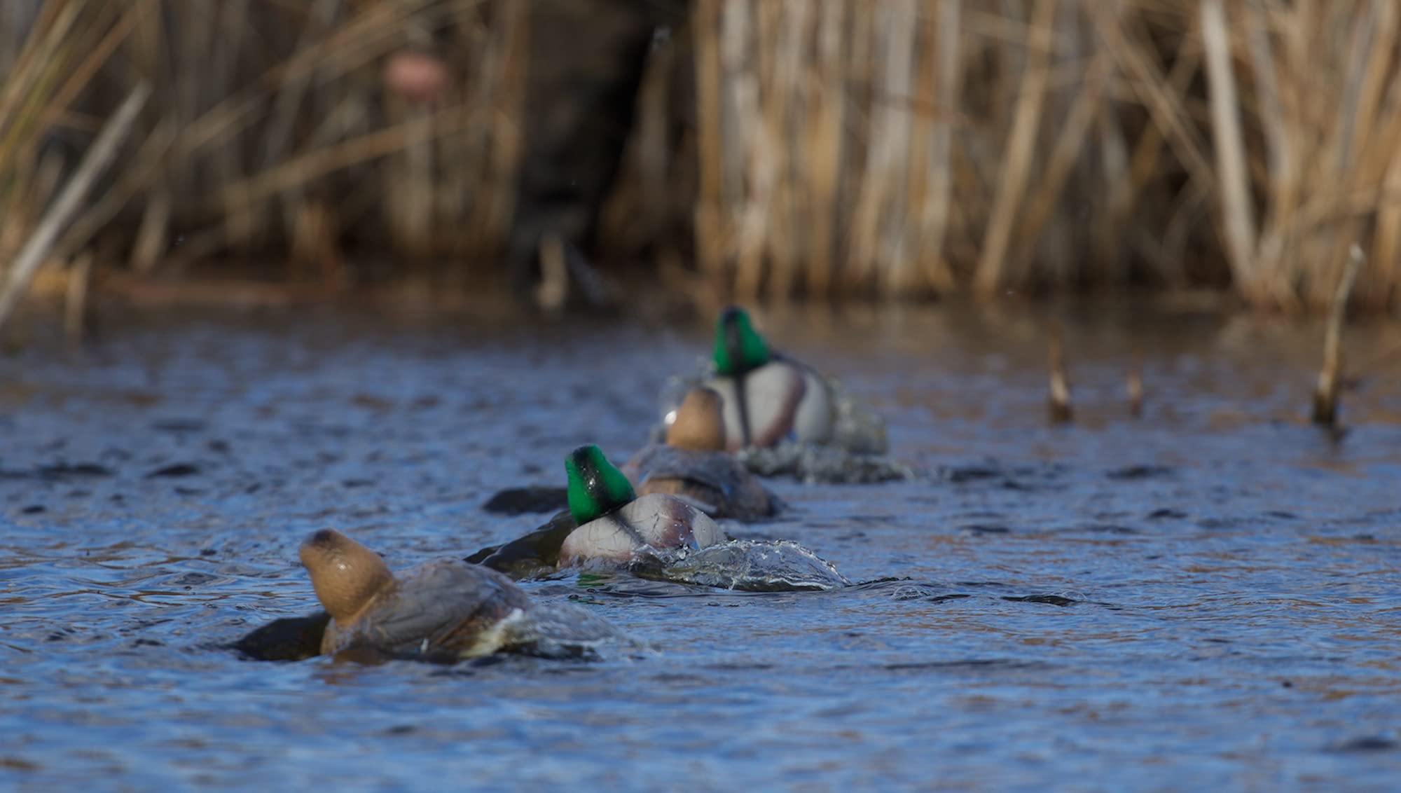 Hardcore Waterfowl Snap Back Jerk String for Duck and Geese Decoys