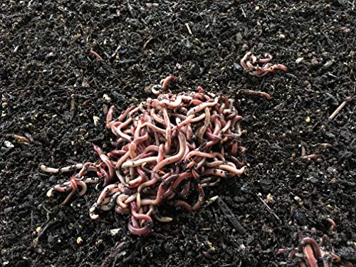 Worms 3/4 Pound Red Wiggler Composting