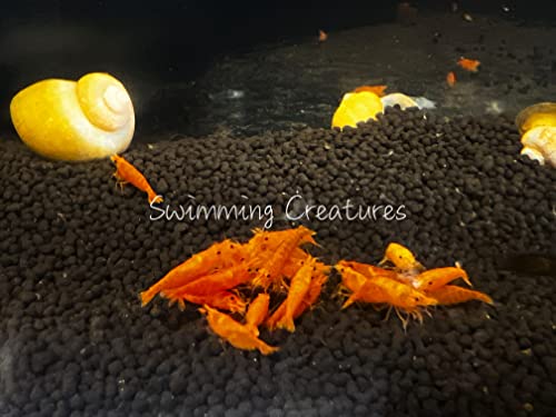Swimming Creatures 10 Orange Sunkist Neocaridina Freshwater Aquarium Shrimp. Live Arrival Guarantee.