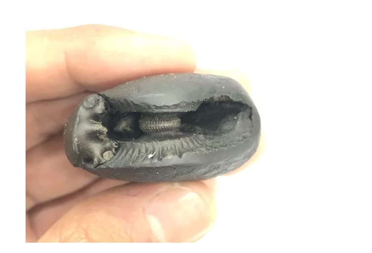 SynSpiritStore Original Shaligram/Shalagram Shila Stone (Approx. 6~9 cm) for Lord Vishnu Pooja and Tulsi Pooja, Nepal Gandaki River Stone