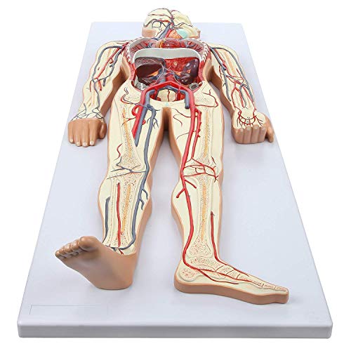 Teaching Model, Anatomy Models, Human Circulatory System Model,Arterial and Venous Structures Advanced Painting Medical Equipment Teaching Aids, Half Life-Size, Includes Removable Heart and Partial Sk