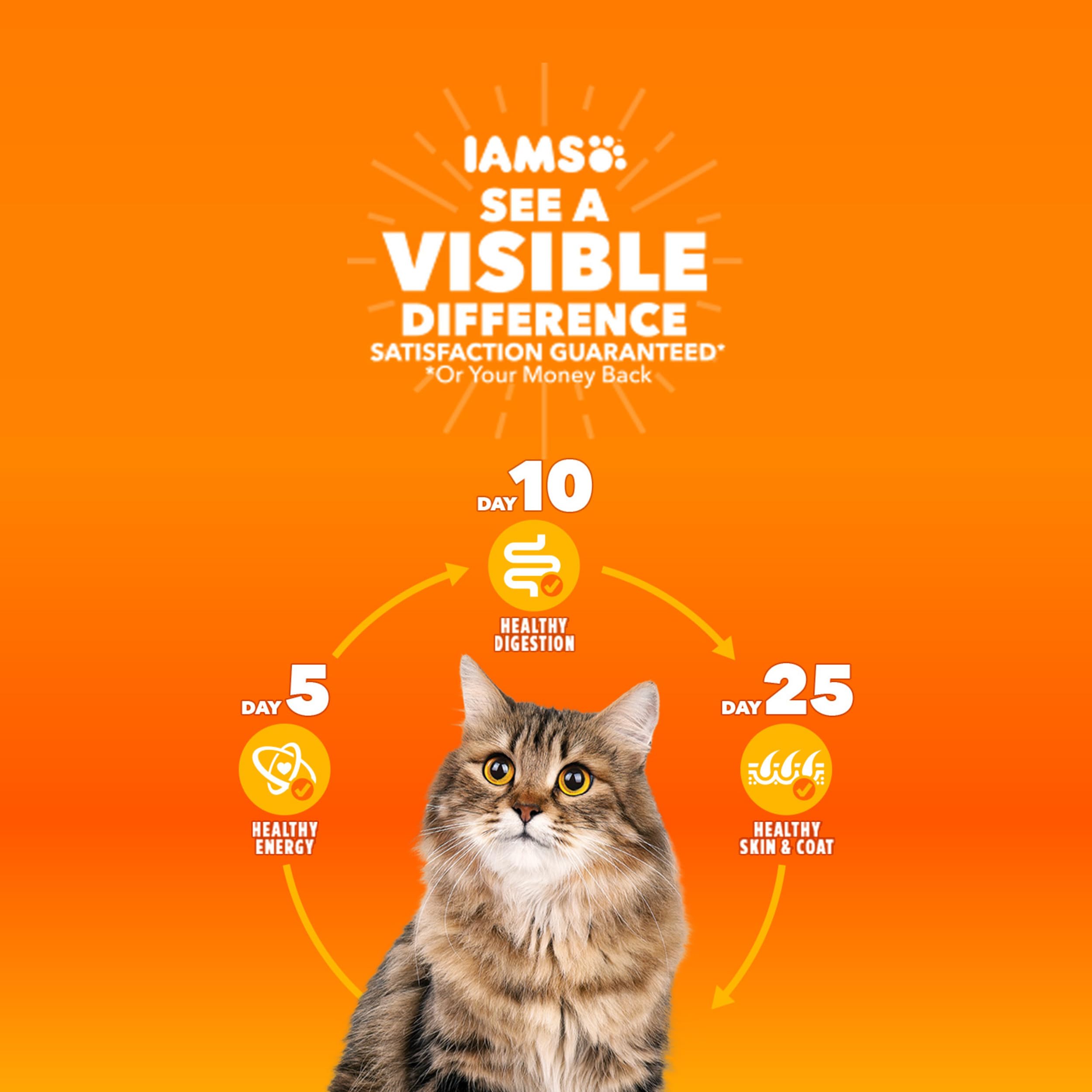 IAMS PROACTIVE HEALTH Healthy Kitten Dry Cat Food with Chicken Cat Kibble, 3.5 lb. Bag