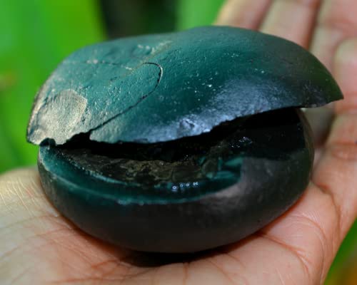 Vishnu Shaligram,2.5"X2.25"Inch Mahavishnu Shaligram, Shaligram Shila, Gandaki River Nepal, Shaligram Stone, Religious Gift, Shaligram from Nepal-I-6052