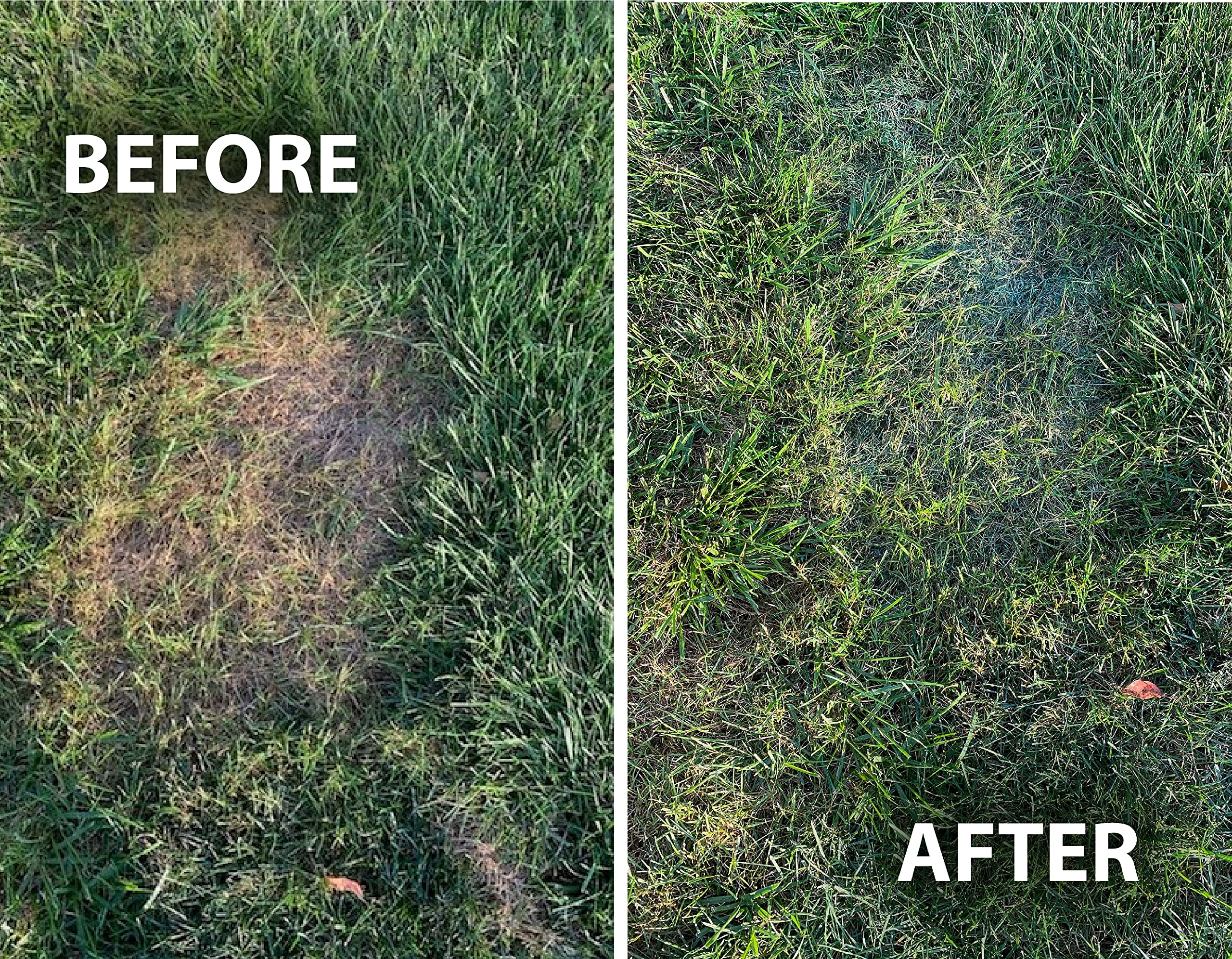 Liquid Harvest Lawn Pee Spot Cover & Cure β Ready to Use 32 Ounces β Cover & Cure Brown Spots Caused by Canines