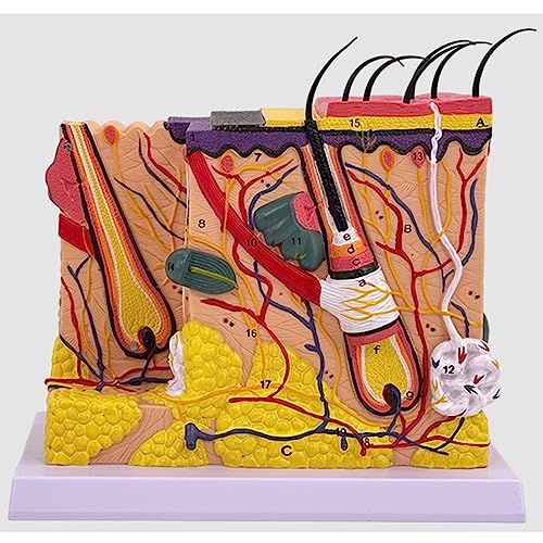 ZALTAS 50X Enlarged Anatomical Model Skin Model Anatomy for Science Classroom Study Display Teaching Medical Model Human Body Anatomy Replica A