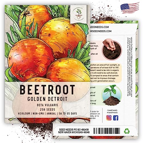 Seed Needs, Golden Detroit Beet Seeds - 250 Heirloom Seeds for Planting Beta vulgaris - Non-GMO & Untreated (1 Pack)