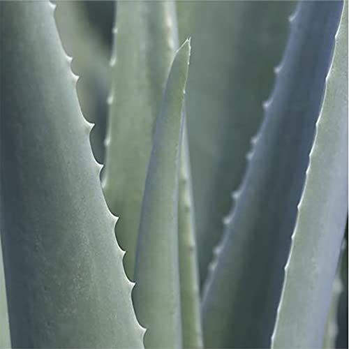 innisfree Aloe Vitalizing Sleeping Mask Overnight Face Treatment, 3.38 Fl Oz (Pack of 1)
