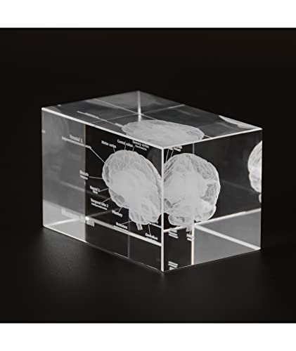 Ultrassist 3D Human Brain Crystal Model, Laser Etched Anatomical Model for Home and Office Decoration, Neurology Gifts