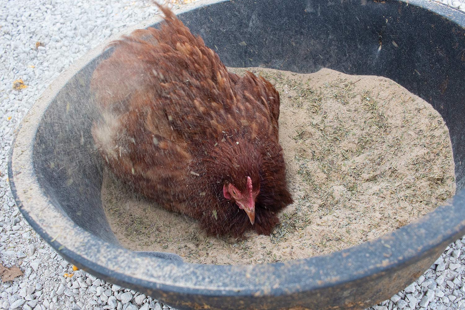 Pampered Chicken Mama Dust Bath with Non-GMO Herbs (5 pounds) - All Natural Poultry Supplies for Hens Who Love Bathing in Chicken Coops - (5 pounds)
