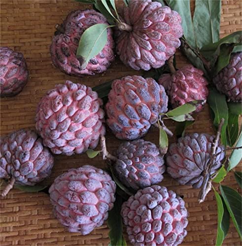 zcbang Natural Fruit Seeds Sugar Apple Seeds Custard Apple Seeds Graviola Annona 10Pcs