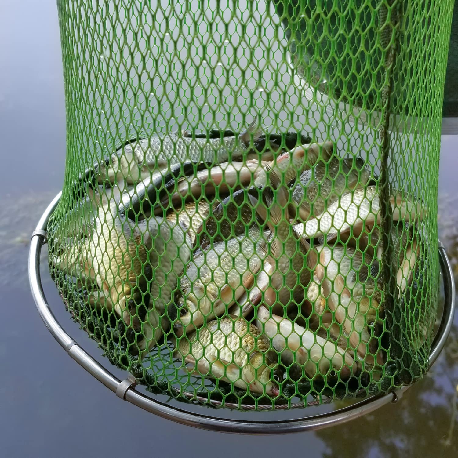 Kangdun Collapsible Fish Keeping Net - Rubberized Mesh Fishing Basket - Foldable Fish Live Well for Dock & Kayak - Keep Bait and Fish Alive