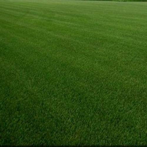 Outsidepride SPF-30 Heat & Drought Tolerant Hybrid Bluegrass Lawn Grass Seed - 10 LBS