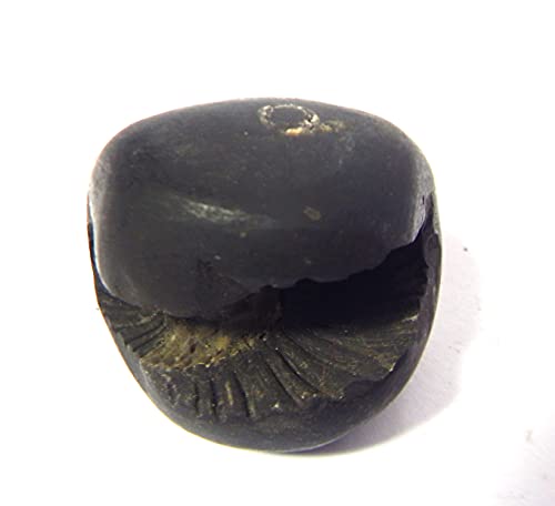 XUETZALCOATL Keshavah Sudarshan Shaligram 1.5cm - 2.5cm from Kali Gandaki 1 pcs