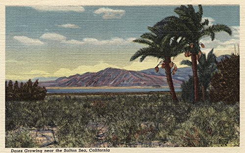 Lantern Press View of Dates Growing Near The Salton Sea (100% Cotton Canvas Reusable Tote Bag)
