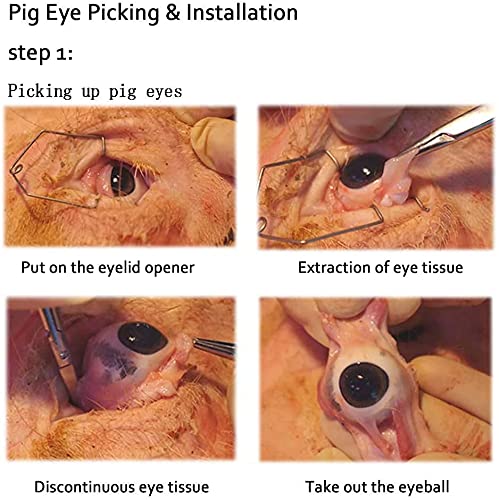 Ophthalmic Human Head Model, Animal Eye Simulation Training Model Ultrasound Emulsification Microscopy Operation Simulator for Medical Students