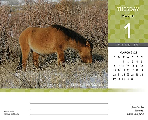 Horse Lovers 2022 6.125 x 5.125 Inch Daily Desktop Box Calendar, Animals Horses Equestrian