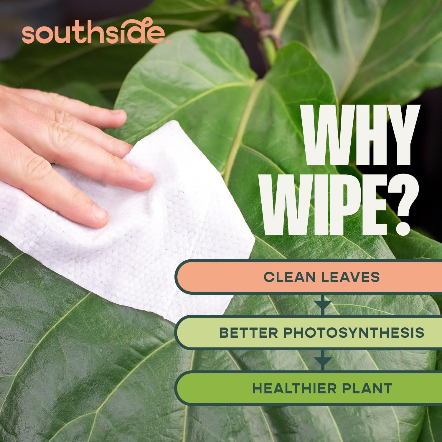 Plant Cleaning Wipes by Southside Plants - Gentle, Plant-Based Wipes for Shiny Leaves and Better Photosynthesis - Unscented, Extra Thick Waffle Weave Leaf Wipes for Indoor & Outdoor Plants - 80 Ct