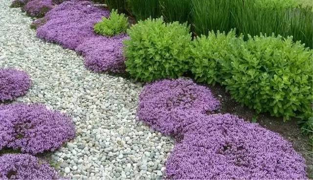 Mix Creeping Thyme Seeds for Planting Ground Cover Plants, Heirloom Non-GMO Thyme, 5 Colors- Individual packag, Easy to Plant and Grow, 1000+