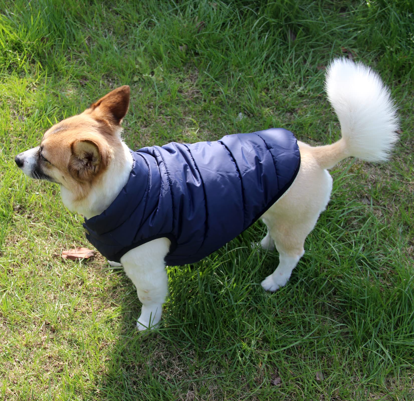 JoyDaog 2 Layers Fleece Lined Warm Dog Jacket for Winter Cold Weather,Soft Windproof Medium Dog Coat,Blue L