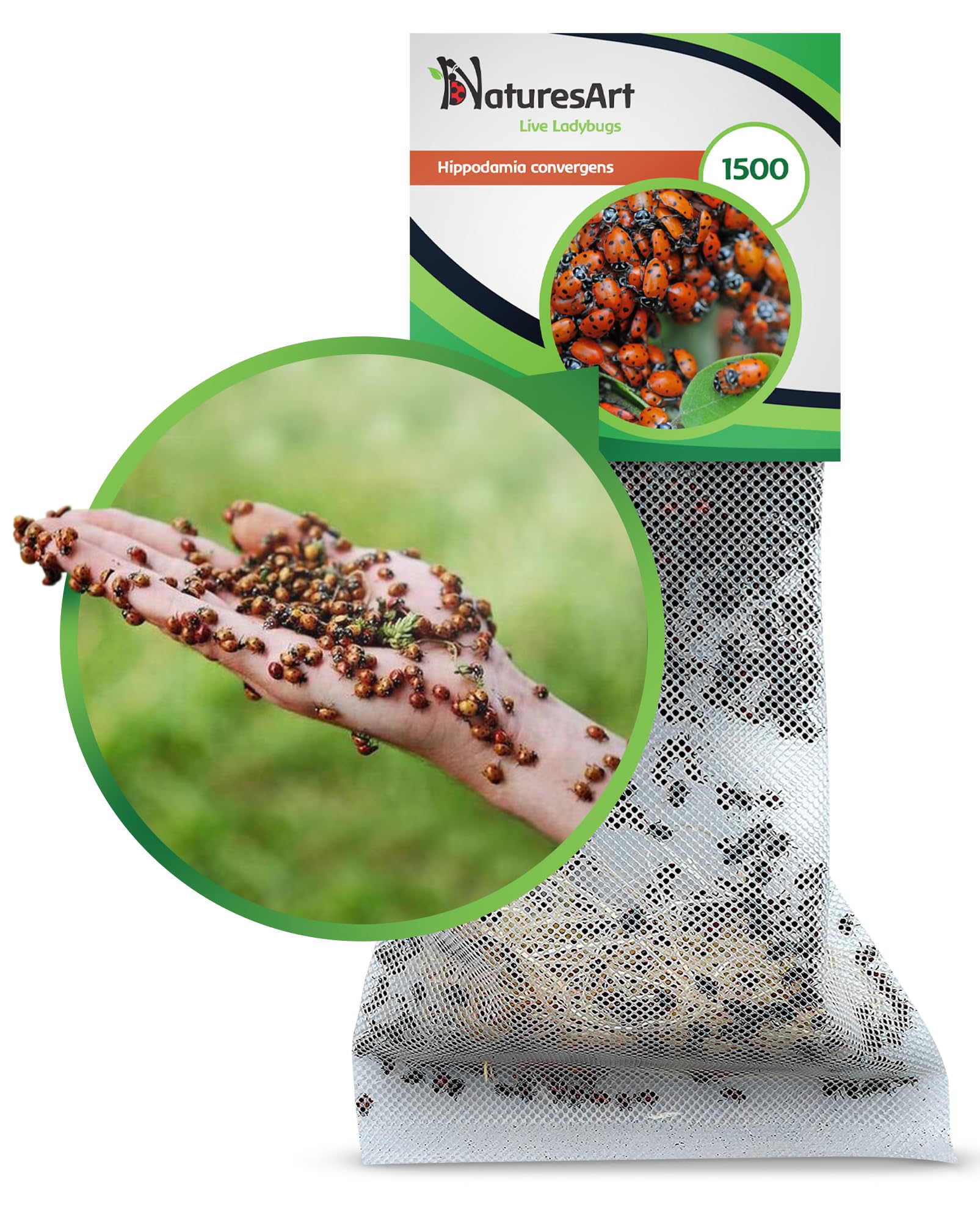 NaturesArt 1500 Live Ladybugs - Good Bugs for Garden - Ladybug - Guaranteed Live Delivery!, orange