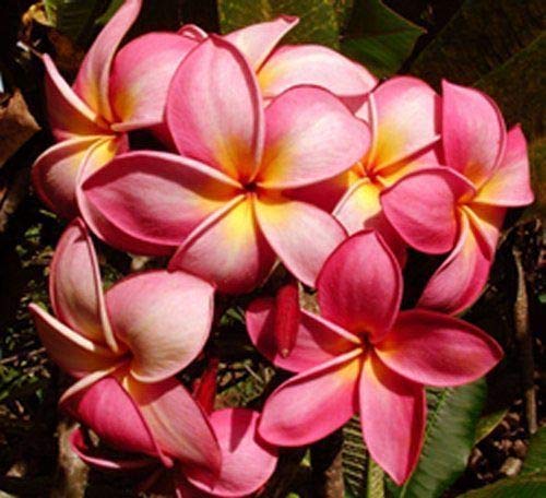 Portal Cool 5-Semi Plumeria Diana"Frangipani - Pomelia" semi freschi