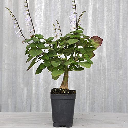 Plectranthus Ernstii Caudex, Bonsai Mint, Caudex, Caudiciform Plectranthus, Spurflower, Upright Plant or Bonsai, Fragrant with Spicy Scent, ContainerSize: 3" (2.6x3.5"), Winterized 2Day Shipping