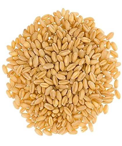 Non-GMO Project Verified Hard White Wheat Berries | 5 LB Burlap Bag | 100% Non-Irradiated | Kosher Parve | USA Grown | Field Traced