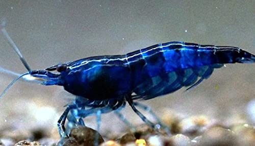 ShrimpRack 8 Blue Dream Neocaridina Freshwater Aquarium Shrimps 1/4 to 1/2 inch Long Live Arrival, 8 Count (Pack of 1)