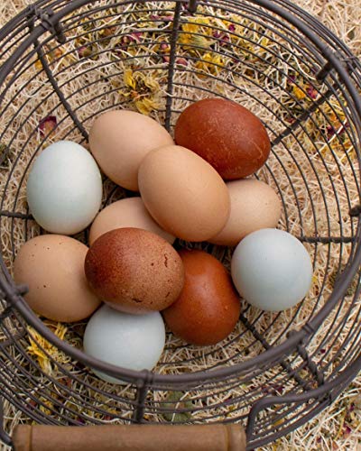 My Favorite Chicken Poultry Nest Box Herbs - Certified Organic Aromatic Nesting Herbs for Hens