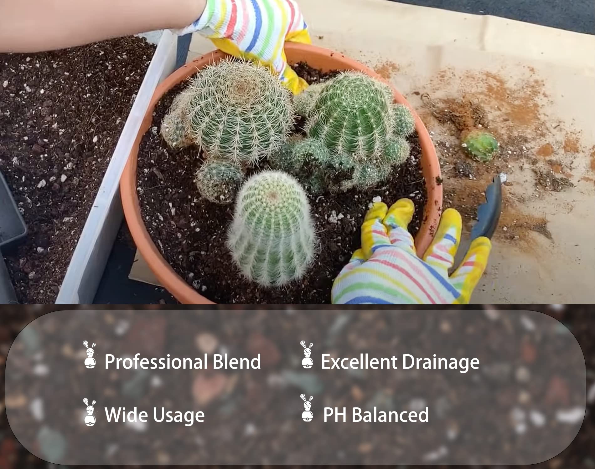 O-FarFarm Cactus Soil Potting Mix 1.1 LBS, Optimized PH Fast Draining with Added Nutrients, Perfect for Small Cactus Pots