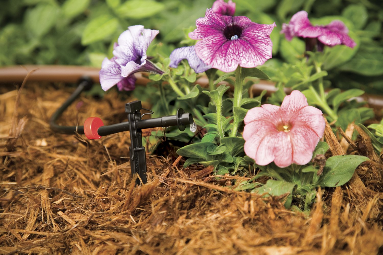 Rain Bird SW20-30PS Drip Irrigation Spot Watering Dripper/Emitter, 2 Gallon Per Hour, 30-Pack & ET/1PK25S Drip Irrigation Emitter Installation and Removal Tool