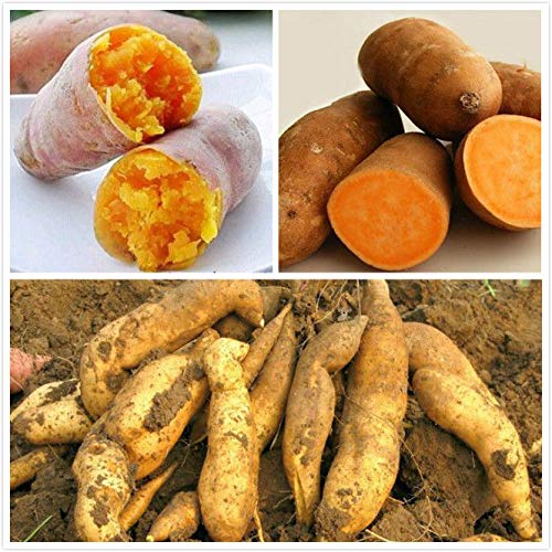 Portal Cool New Yellow patata Dolce Semi Verdure semi freschi frutta di patate Semi