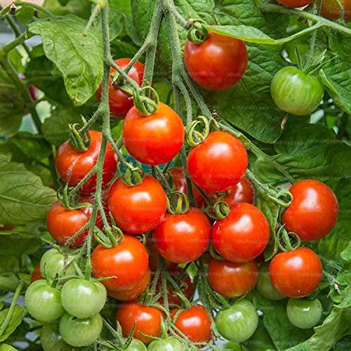 Nuovi 100pcs semi di Verdure del pomodoro di arancia giardinaggio Luce