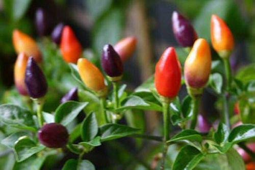 Portal Cool Semi di peperoncino Boliviano arcobaleno vegetale 15 semi # 4148