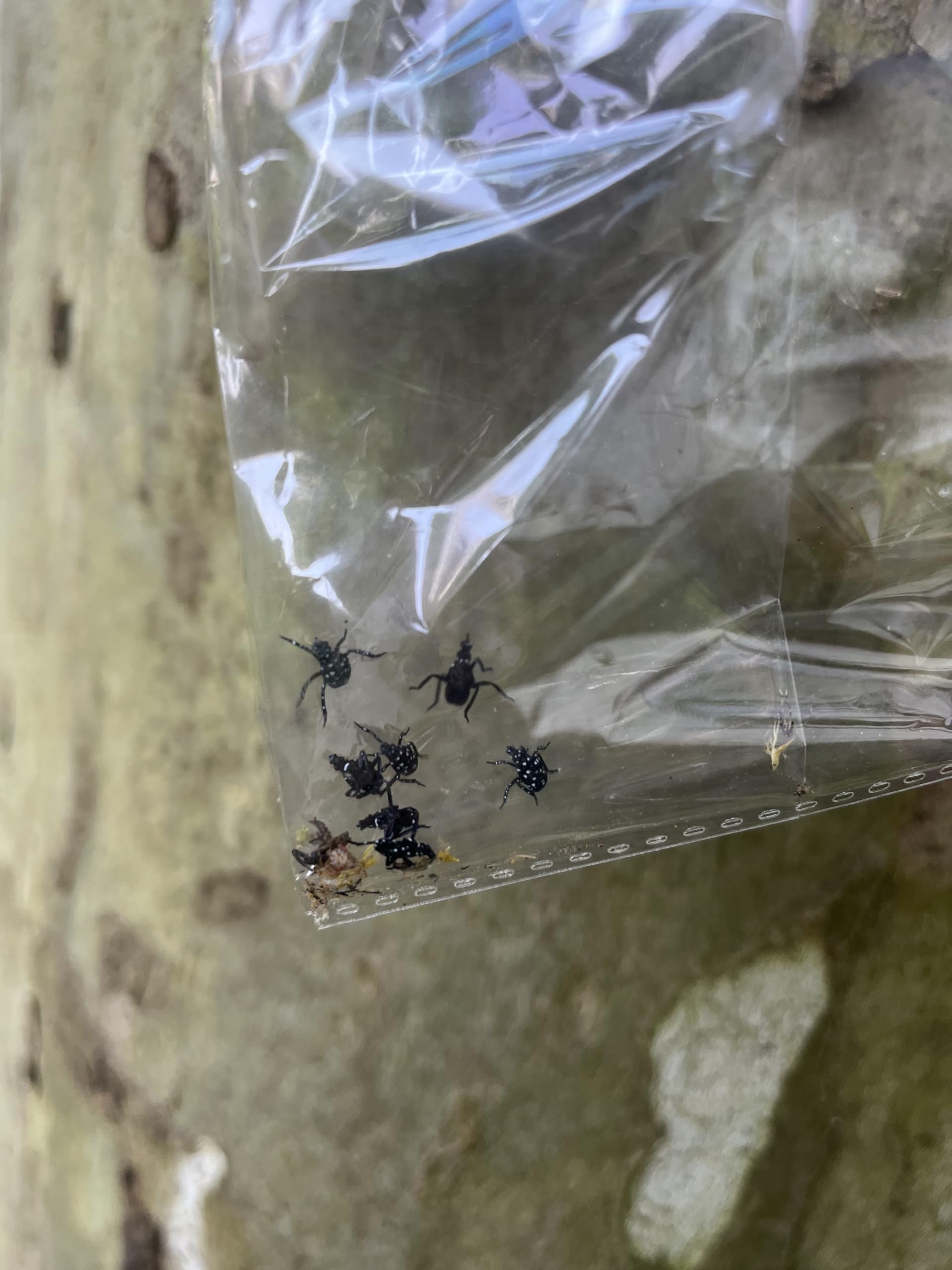 Spotted Lanternfly SLF Trap. Safe and effective way to catch lantern flies and nymphs.