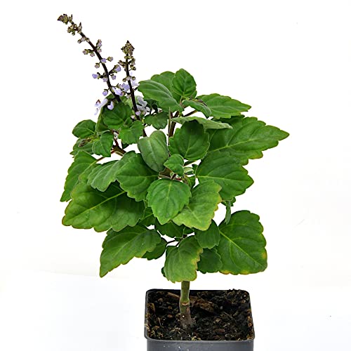 Plectranthus Ernstii Caudex, Bonsai Mint, Caudex, Caudiciform Plectranthus, Spurflower, Upright Plant or Bonsai, Fragrant with Spicy Scent, ContainerSize: 3" (2.6x3.5"), Winterized 2Day Shipping