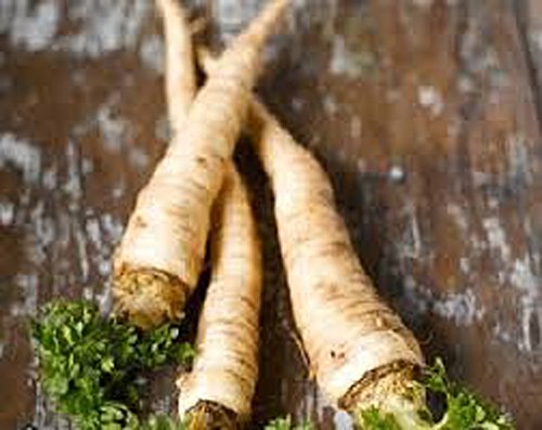 Parsnip, Harris Model, Heirloom, Non GMO, 50+ Seeds, Parsnip Seeds