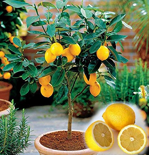 RETS Seeds:10PCS/Bag Edible Fruit Meyer Lemon, Exotic Bonsai Lemon Tree Fresh