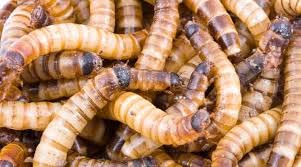 The Mad Jungle TM 100 Live Large 2 Inch Superworms Live Arrival Guaranteed