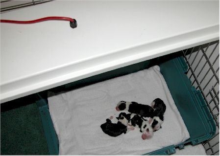 SWEETER HEATER Infrared Heater for Chicks & Pets, Overhead 11x30, 100 Watt