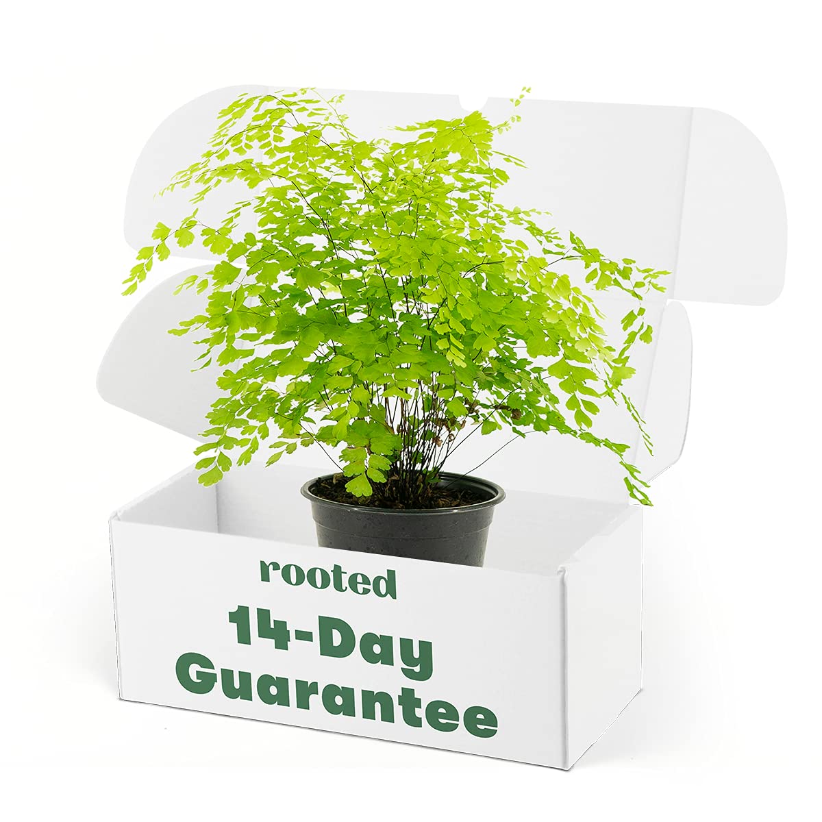 Rooted Maidenhair Fern, Adiantum aethiopicum, Live, Live Indoor, Easy to Grow, Easy to Care, Outdoor Garden and Low Maintenance Houseplant, 6 inch Pot
