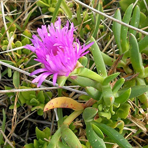 Portal Cool 15 Semi: Carpobrotus Rossii - Semi - Australiano Succulente Ghiaccio vegetali/Pigface Mesemb