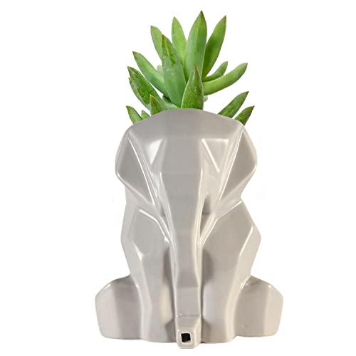 LUMI Small Succulent Pot with Drainage (6.3 Inches) - Cute Ceramic Pots for Flowers, Bosnai and Cactus -Planter for Indoor Plants - Nice Home Decor Idea