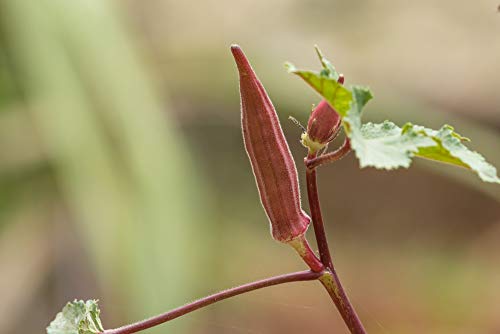 Red Burgundy Okra Seeds for Planting, 100+ Heirloom Seeds Per Packet, (Isla's Garden Seeds), Non GMO Seeds, Botanical Name: Abelmoschus esculentus, Great Home Garden Gift