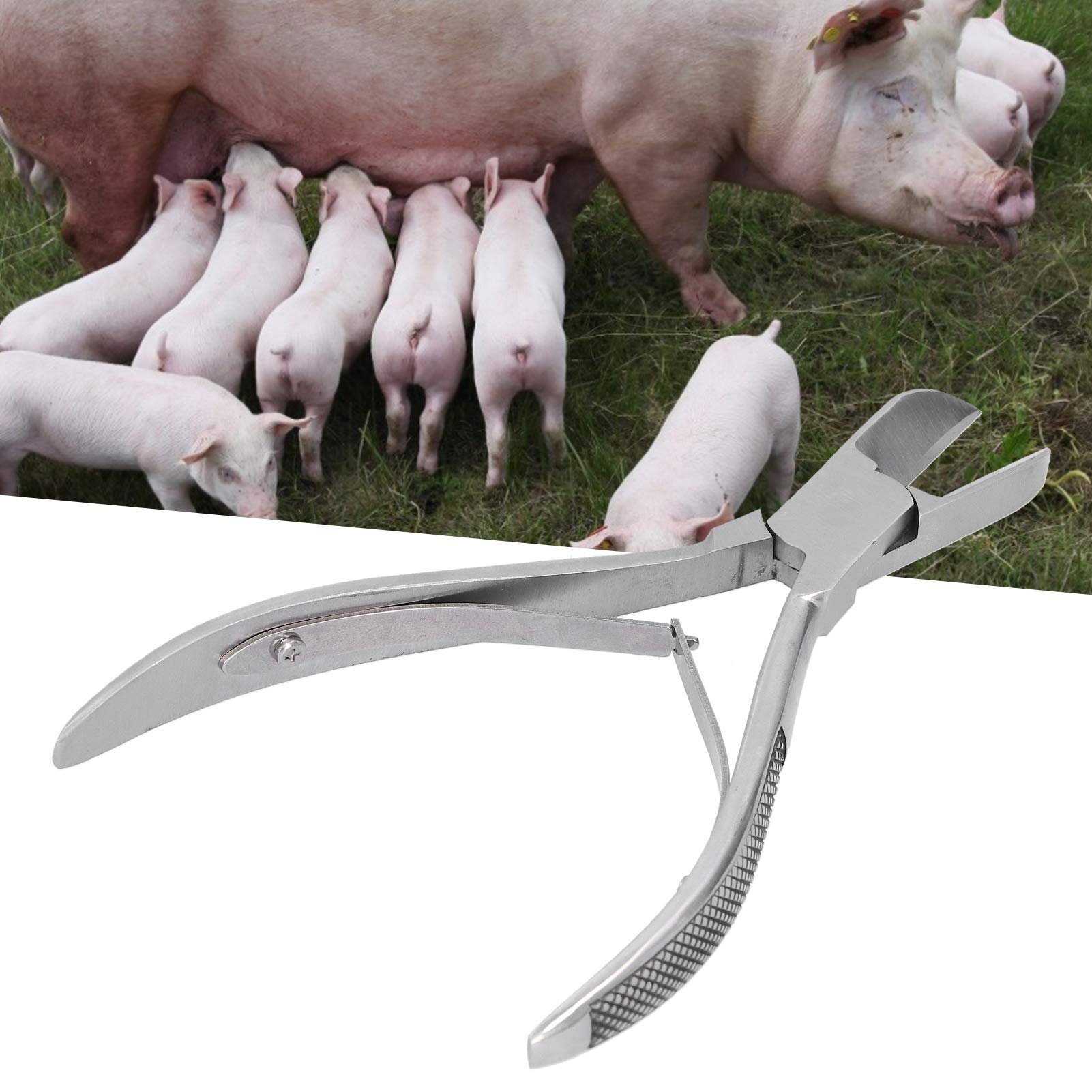 plplaaoo Stainless Steel Straight Head Piglet Teeth Cutter, Pig Tooth Nipper, Piglets Teeth Clipper, Pig Tooth Scissor Piglet Clipper Forceps, Pig Tooth Nipper Piglet Teeth Cutter Piglets Tooth pl