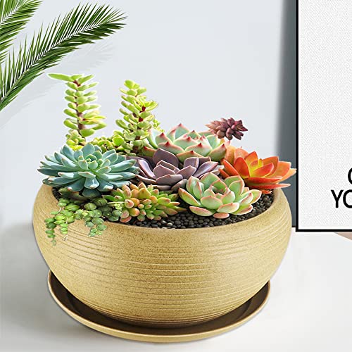 MUZHI 10” Round Large Ceramic Bonsai Bowl Planter,Clay Succulent Plant Pot Container with Saucer